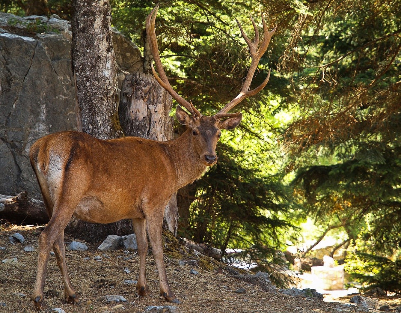 Mt Parnitha 1-day hiking trip, Athens. 1-day trip. IFMGA leader