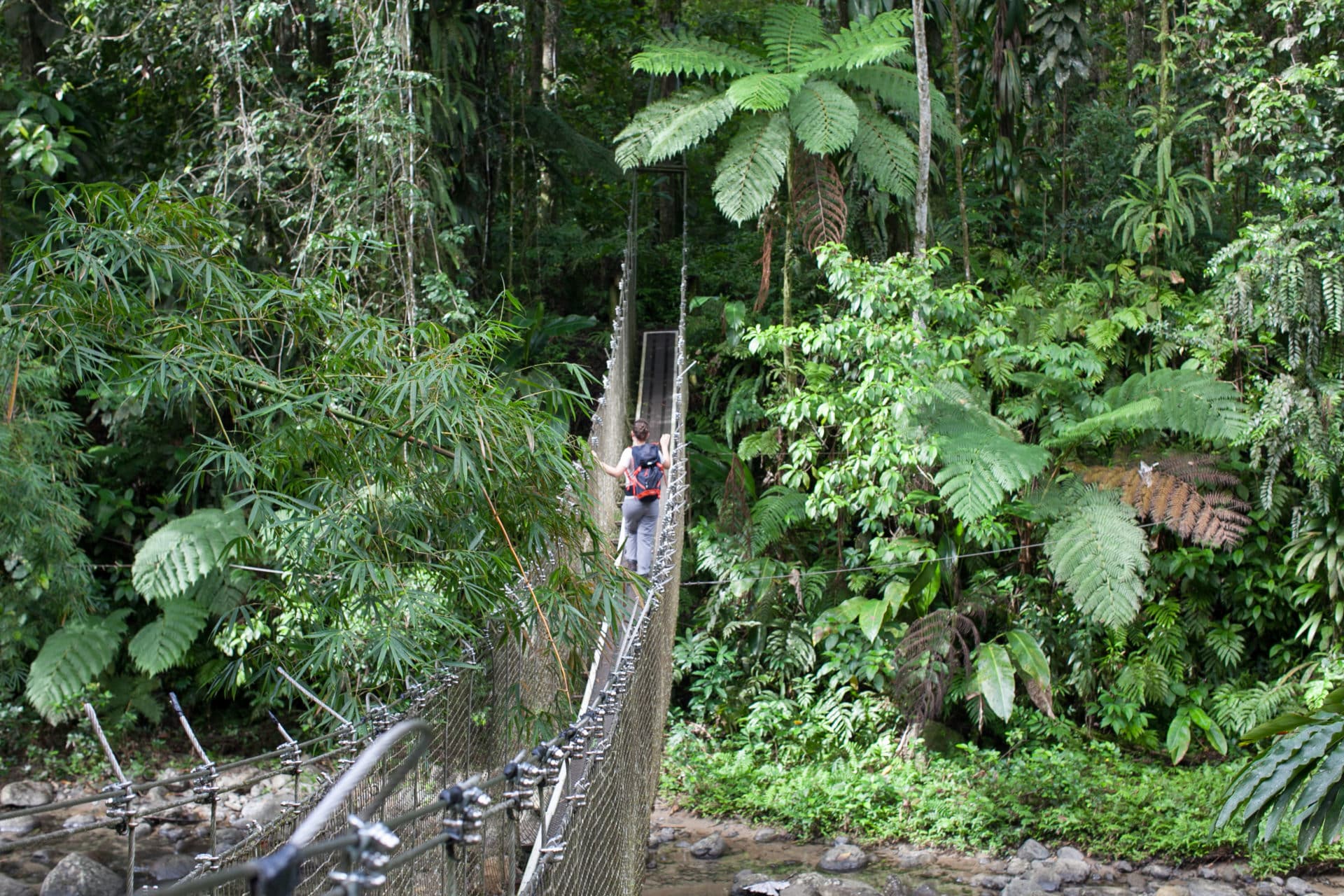 Half-day hike in the Caribbean rainforest in Martinique. 1/2-day trip ...