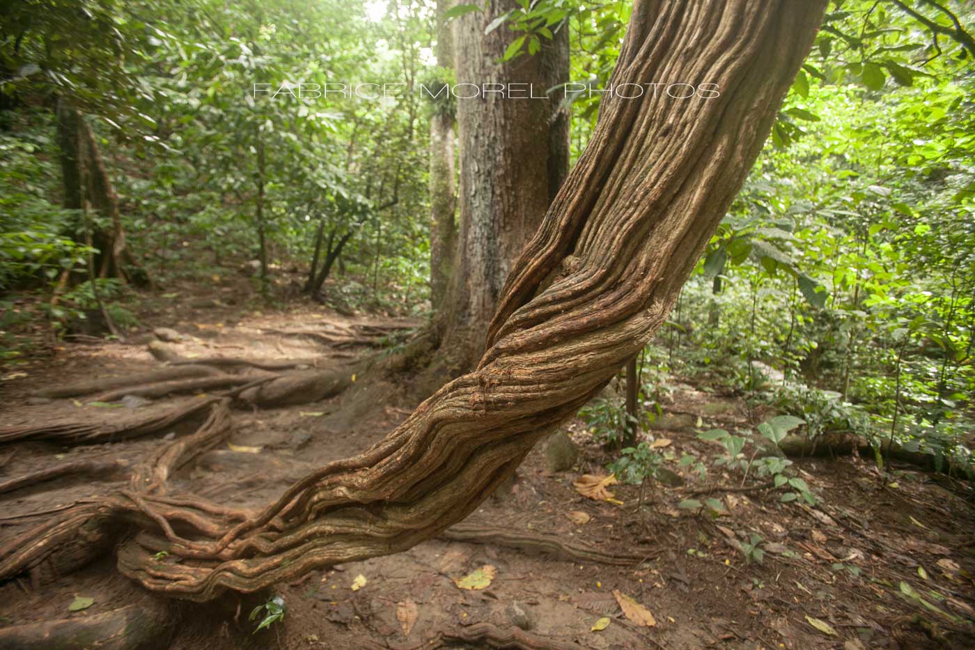 Martinique Rainforest, Beach, Waterfalls Guided Hike. 1-day trip ...