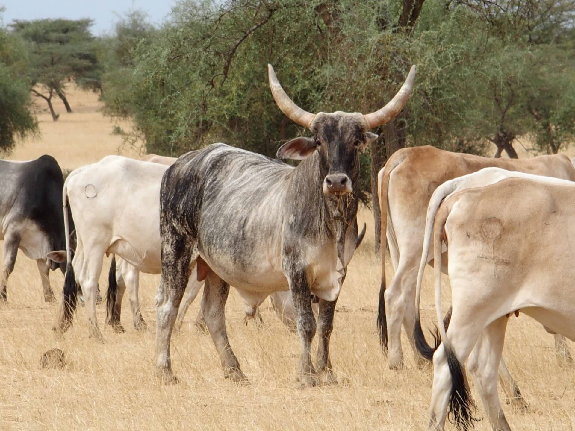 10 day guided trek in the Ferlo area, Senegal. 10-day trip. ASAM leader