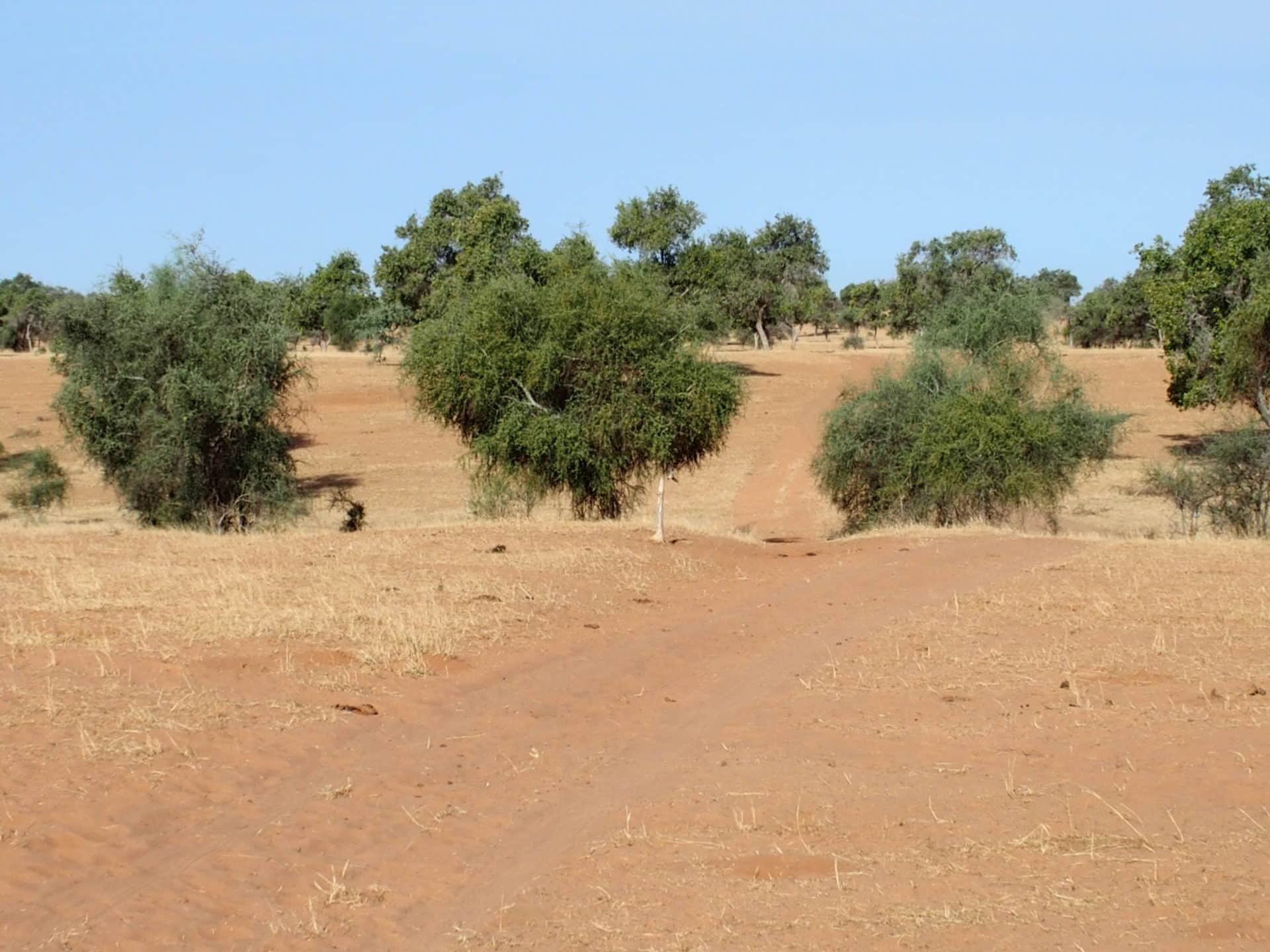 10 day guided trek in the Ferlo area, Senegal. 10-day trip. ASAM leader