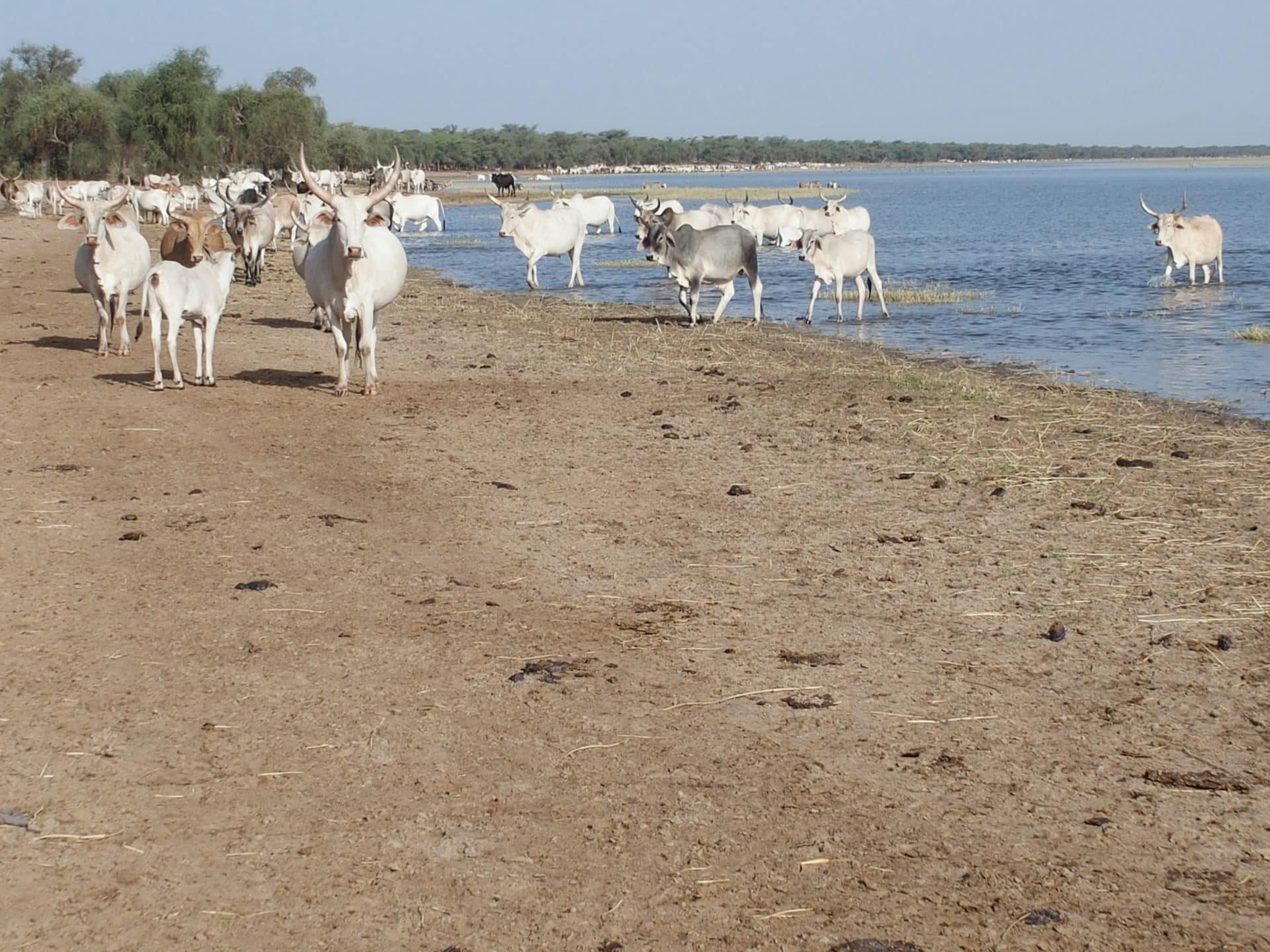 10 day guided trek in the Ferlo area, Senegal. 10-day trip. ASAM leader