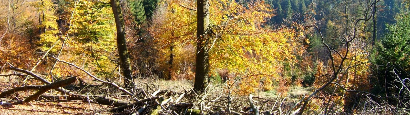 Anlier Forest, Ardennes, Belgium, 4 Day Hike. 4-day trip. UIMLA leader