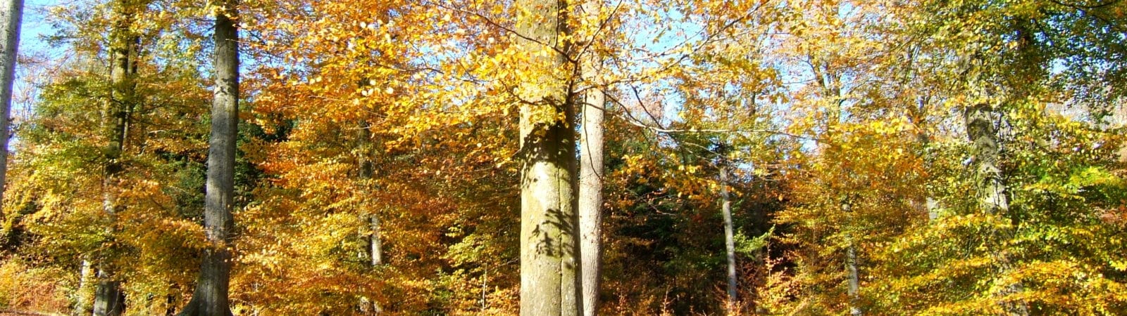 Anlier Forest, Ardennes, Belgium, 3 Day Hike. 3-day trip. UIMLA leader