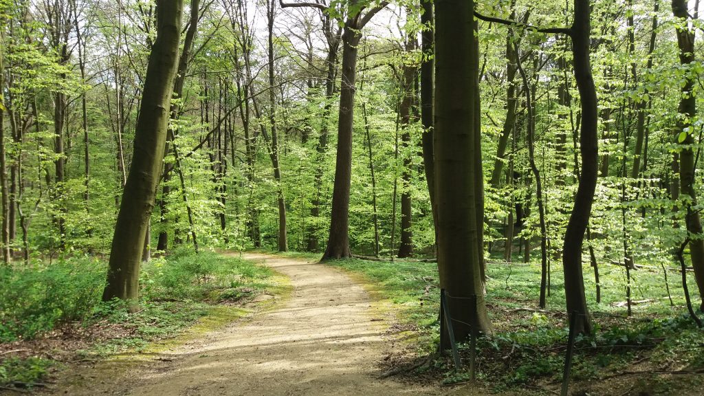 Half-day Guided trail running in the Sonian Forest (Forêt de Soignes ...