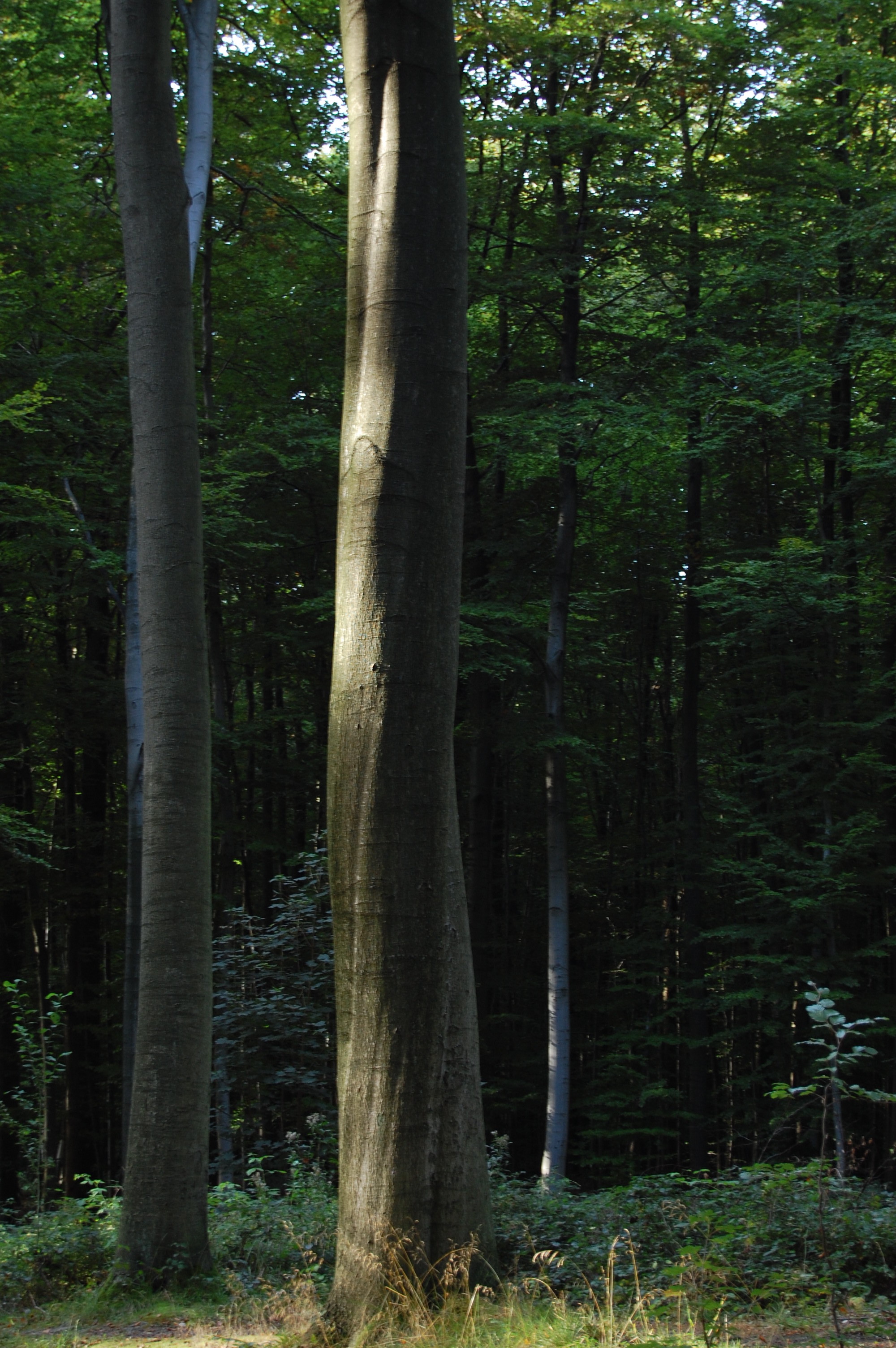 1-day Guided Hiking in the Sonian Forest (Forêt de Soignes) in Brussels ...