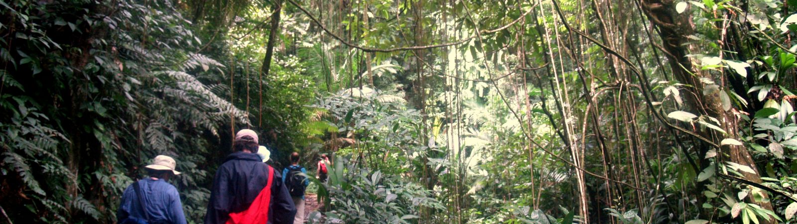 Gilpin Trace, Half-day hike in the Tobago Main Ridge Forest Reserve ...
