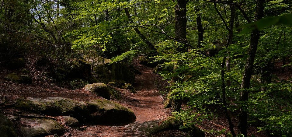 Hiking in the Forest of Fontainebleau in France with a local guide ...